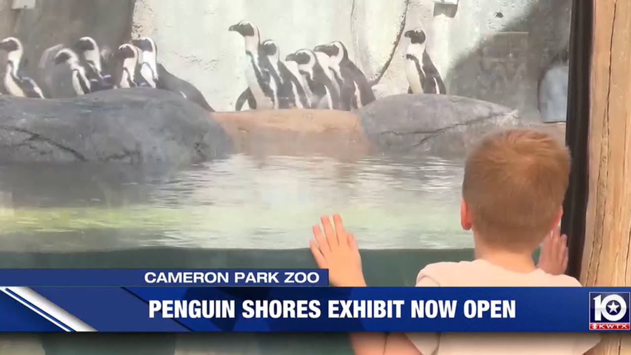 Cameron Park Zoo in Waco, Texas opens highly-anticipated penguin ...