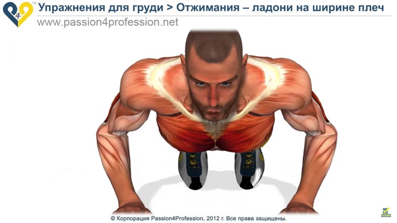 Как ПРАВИЛЬНО отжиматься отжимания от пола видео Реакция мышц
