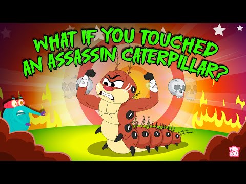 Do Slugs Turn Into Moths Or Butterflies