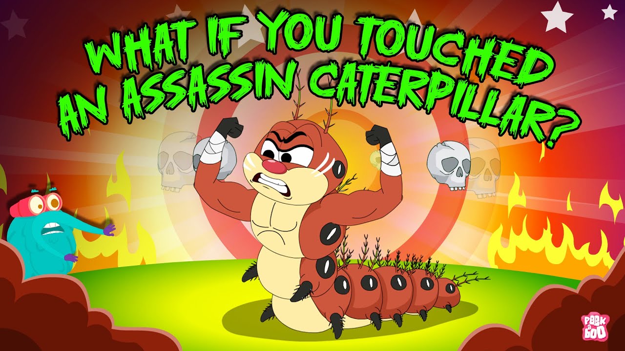 Don't Touch It 🐛 What Happens if You Touch an Assassin Caterpillar ...