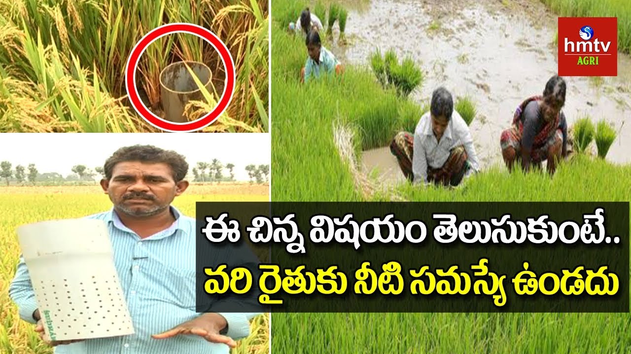 Irrigation Water Management in Paddy Cultivation | hmtv Agri - YouTube
