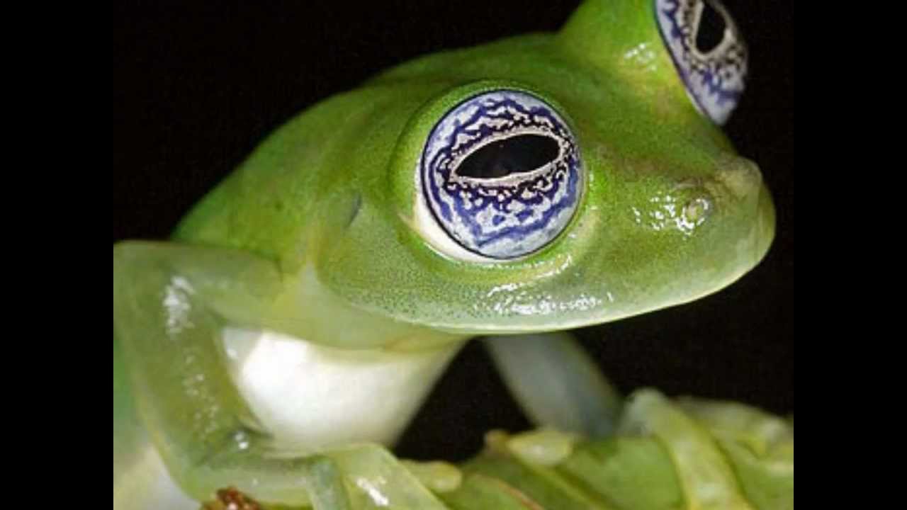 Beautiful Frogs - YouTube