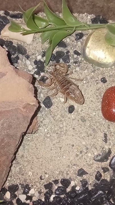Paravaejovis Spinigerus Stripe Tailstripe Devil Scorpion Foryou Venomous Highlights