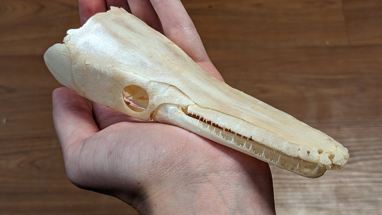 Florida Gar Skull Unboxing | The Skull Seeker - YouTube