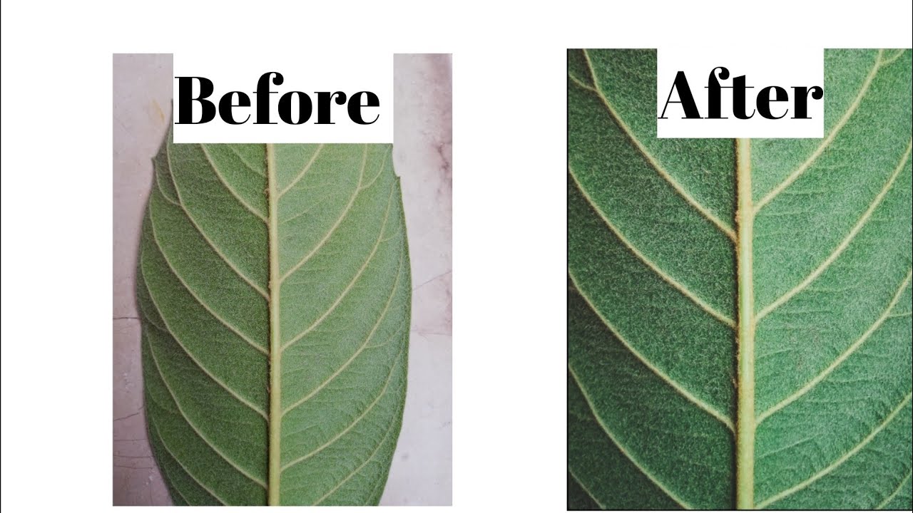 How to edit a leaf in Adobe Lightroom. - YouTube