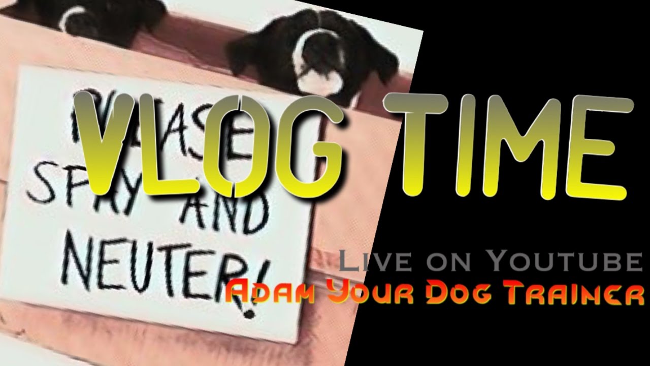WHEN SHOULD I GET MY DOG FIXED YouTube when-should-i-get-my-dog-fixed-youtube