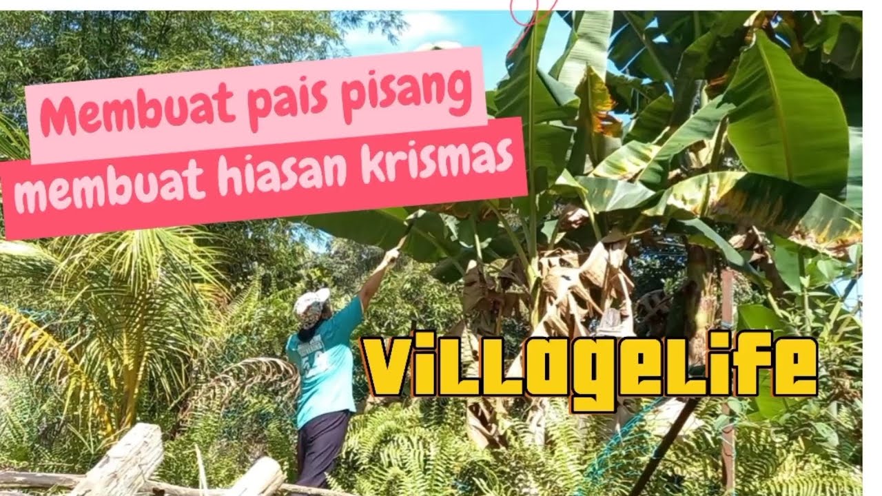 Membuat pais pisang cara tradisonal dan membuat hiasan krismas ...