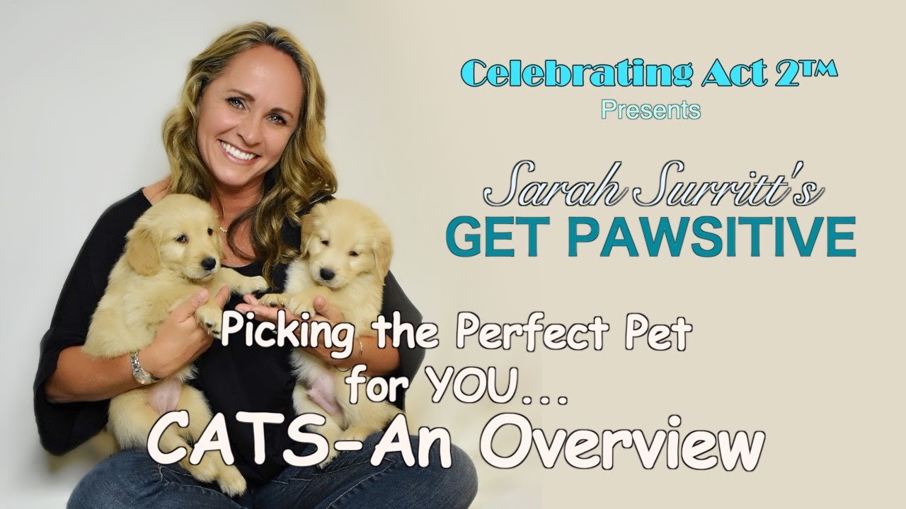 Cats As The Perfect Pet: an Overview - YouTube