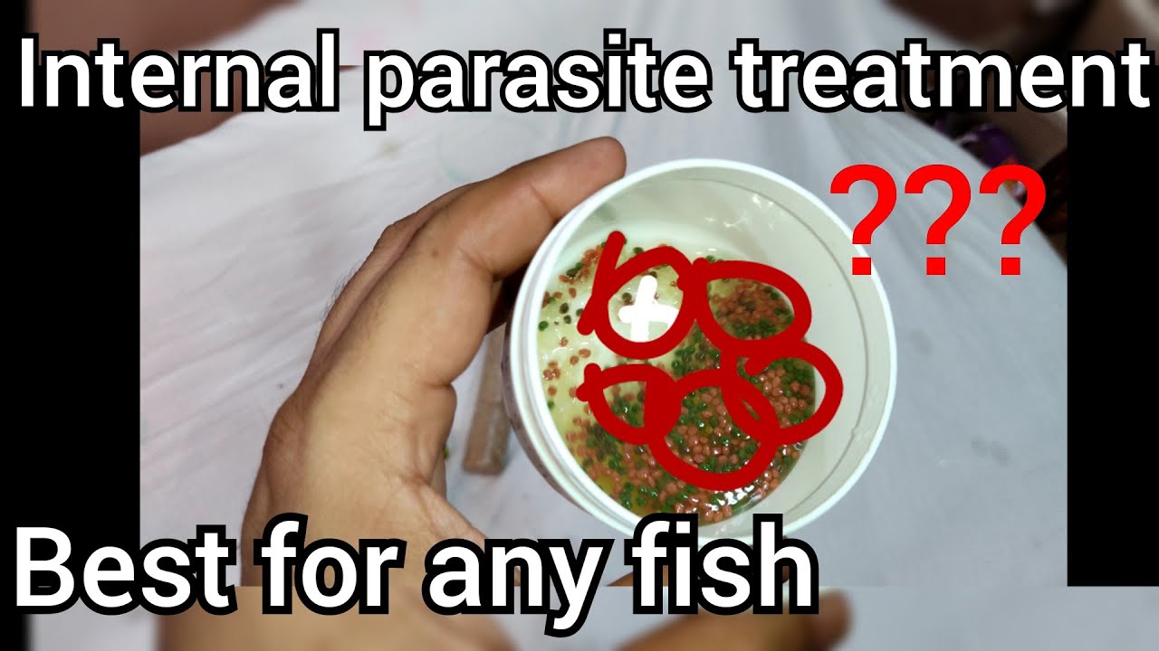 Internal parasites treatment molly fish platy fish. - YouTube