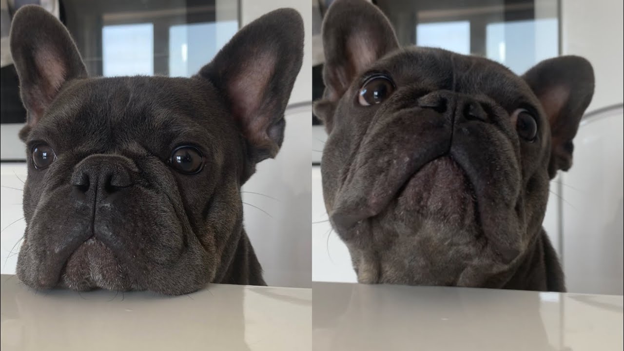 1 Minute Of Frenchie´s Face / Hugo - YouTube