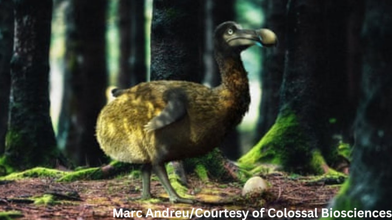 A Billion-Dollar Biotech Company Plans to Bring The Dodo Back to Life ...