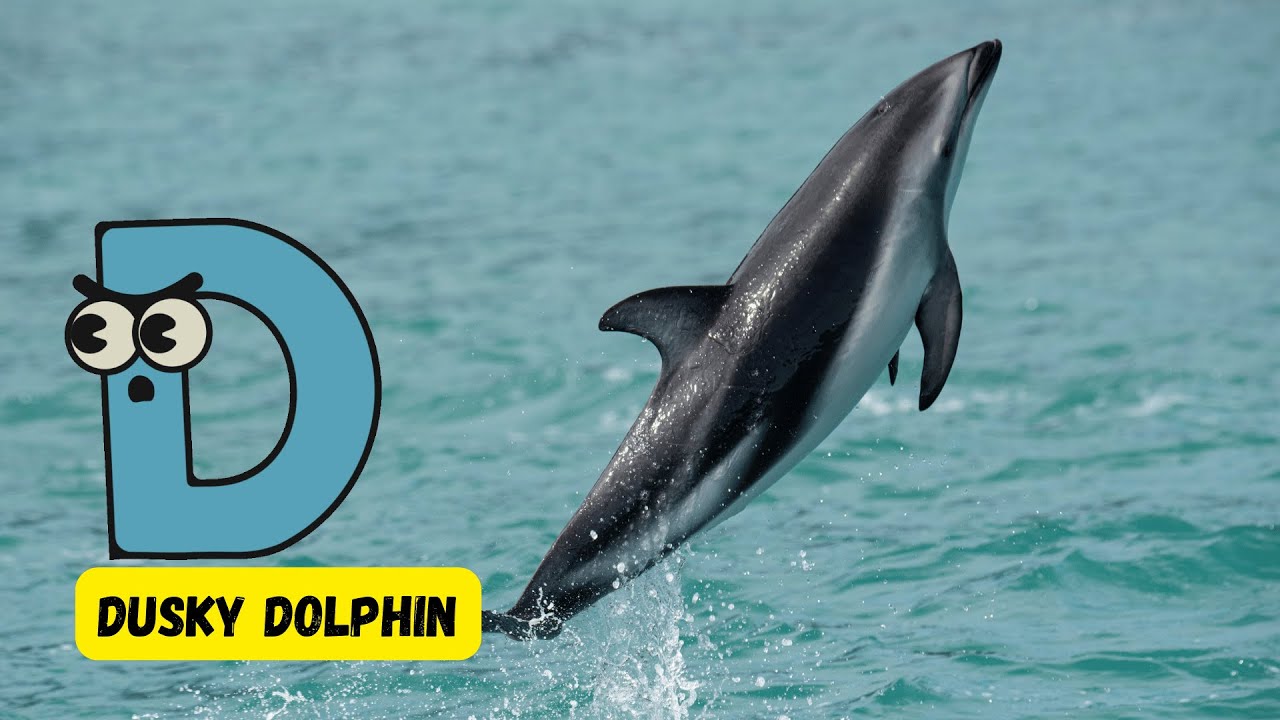 D is for Delightful Creatures 🦔🐬 | Fun Animal Alphabet Song for Kids ...