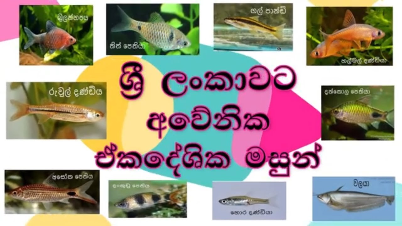 Endemic Freshwater Fish In Sri Lanka | ශ්‍රී ලංකාවට ආවේනික ඒක දේශික ...