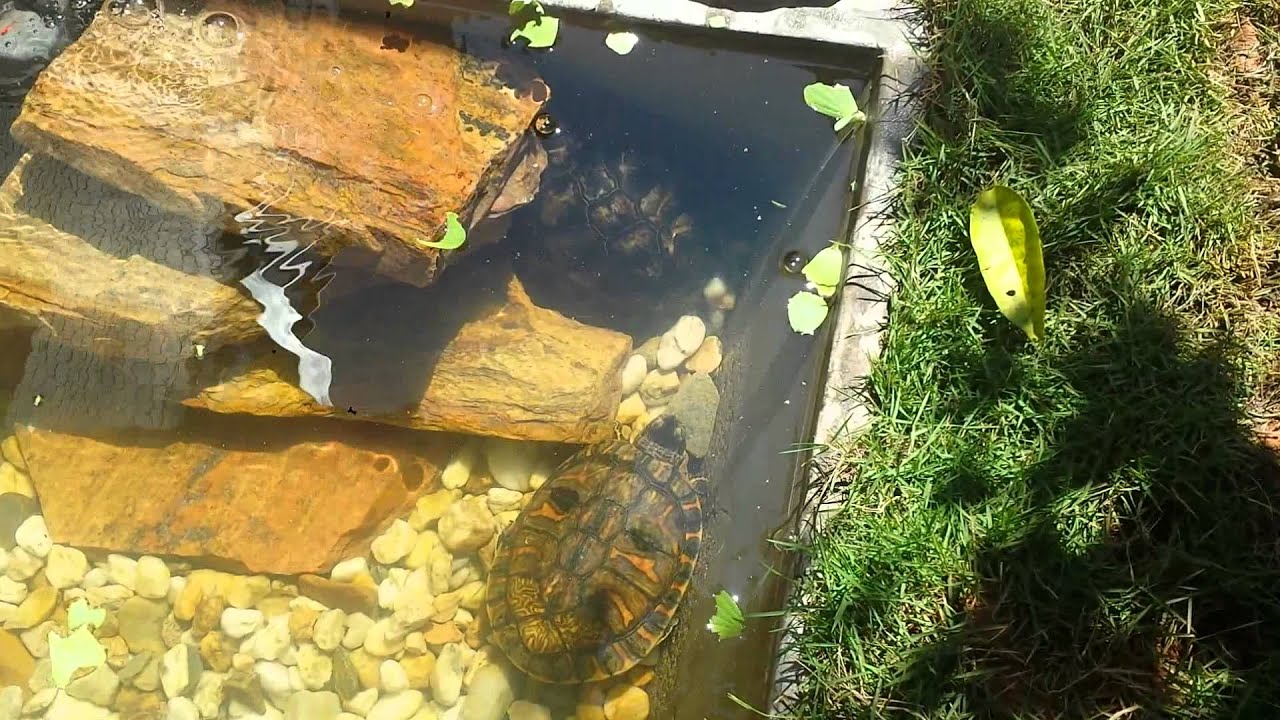 Aquaterrario para tartarugas - YouTube