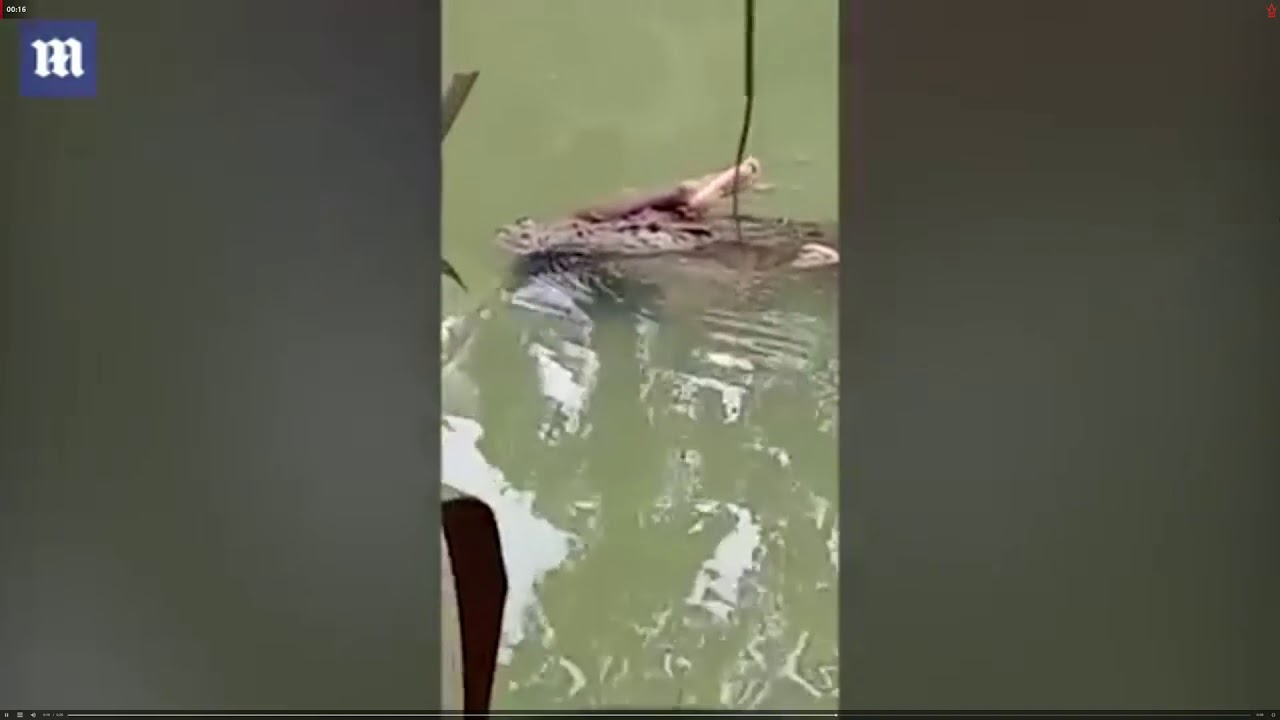Ataque de Cocodrilo comiendose a un hombre Impactante 2019 - YouTube