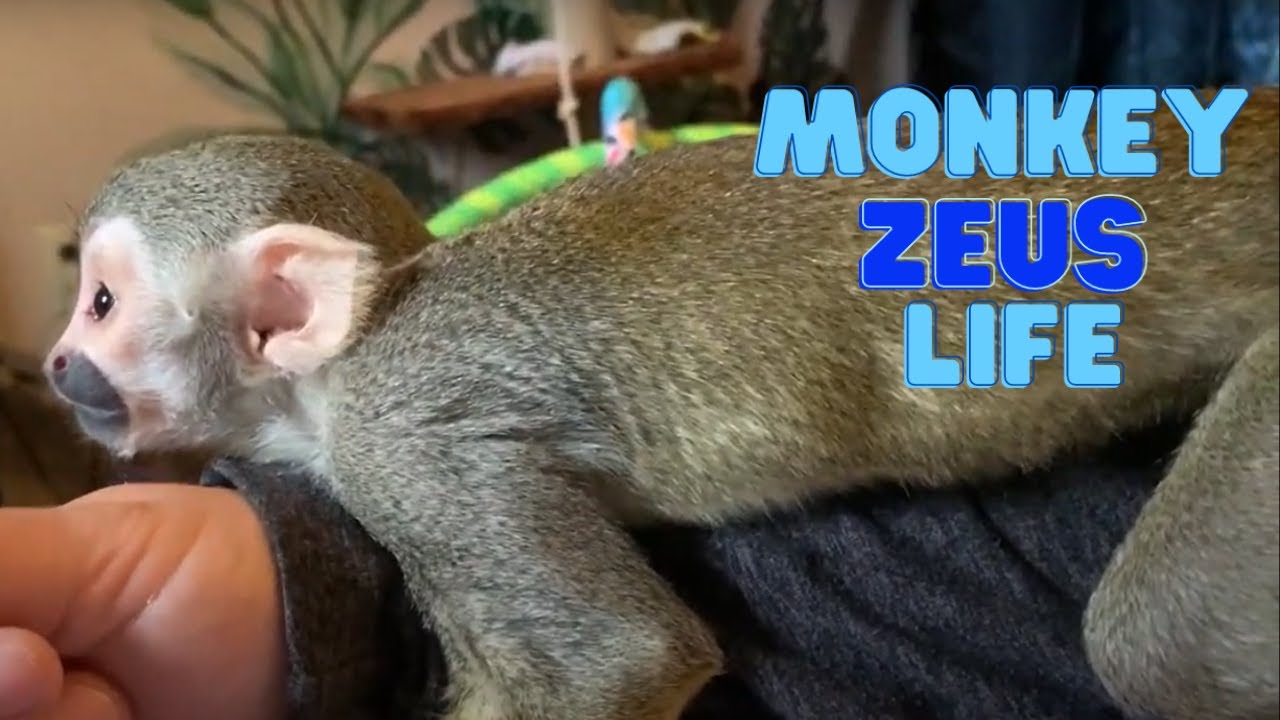 3 Favorite Animal Quotes with Baby Monkey Shaka Zeus - YouTube