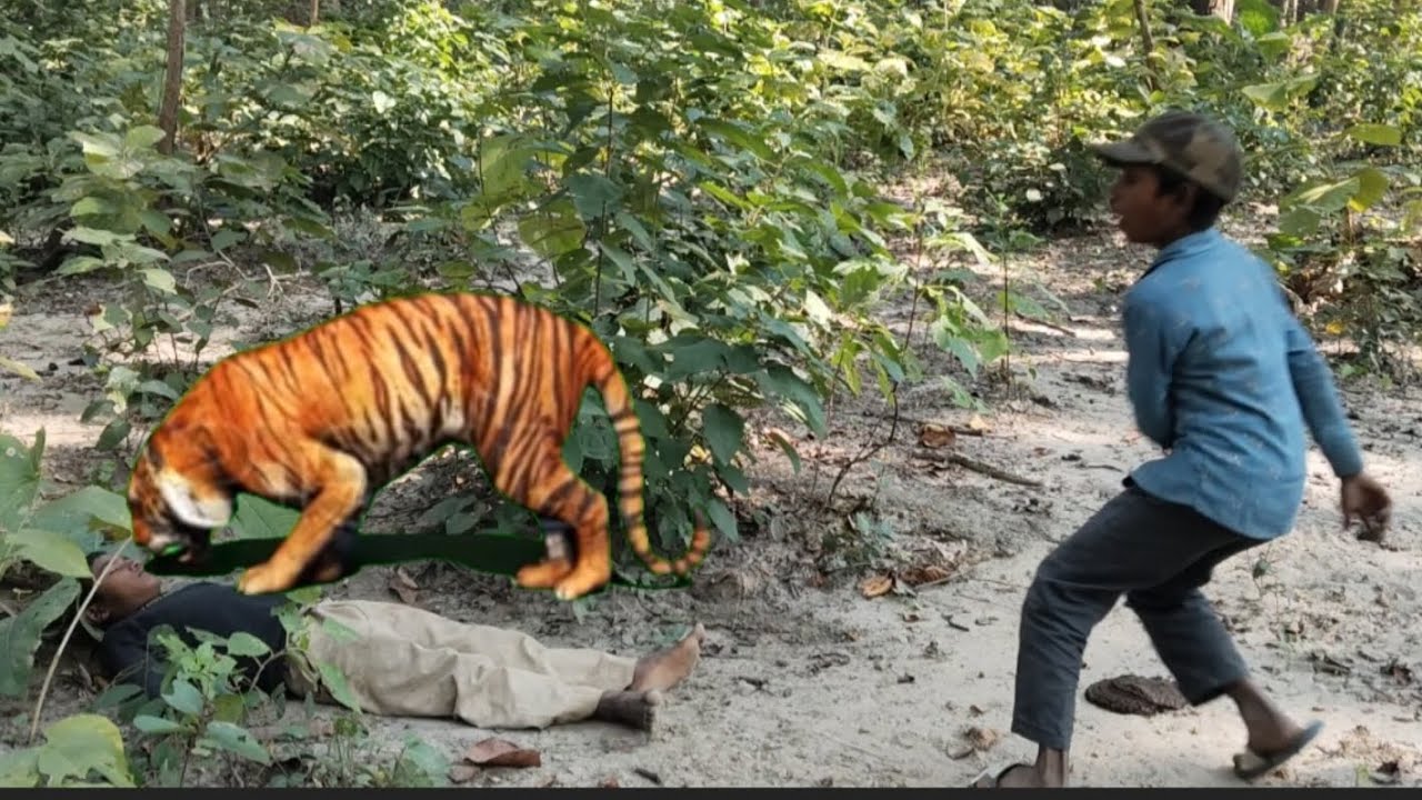 Tiger attack man in the forest l royal bengol tiger attack l tiger ...