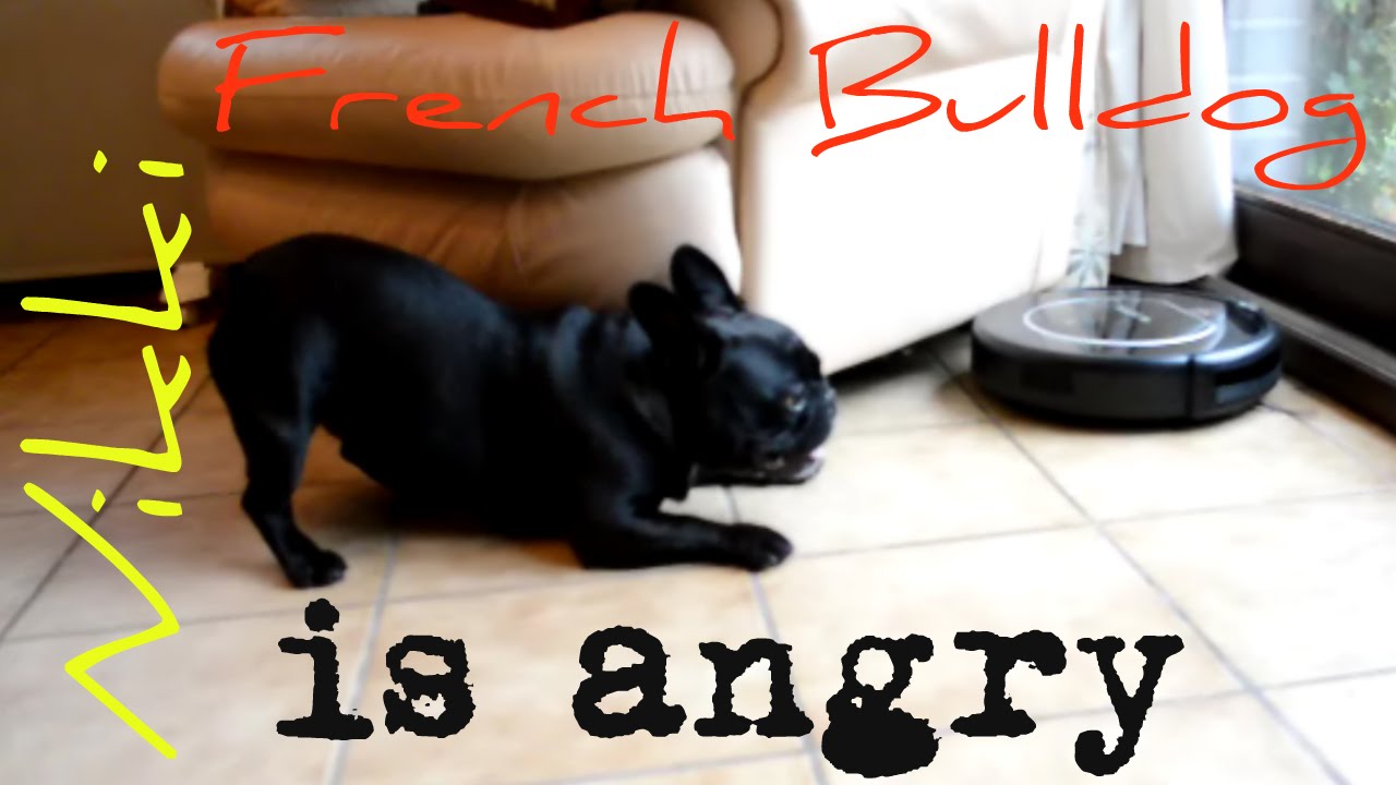 French Bulldog Nikki is angry - YouTube