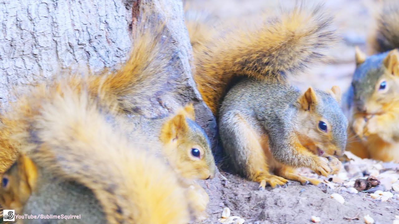 So Many Squirrels!!! Having a Peanut Gathering🥜🐿️🥜🐿️🥜🐿️💖たくさんのりすたち！！😆 ...