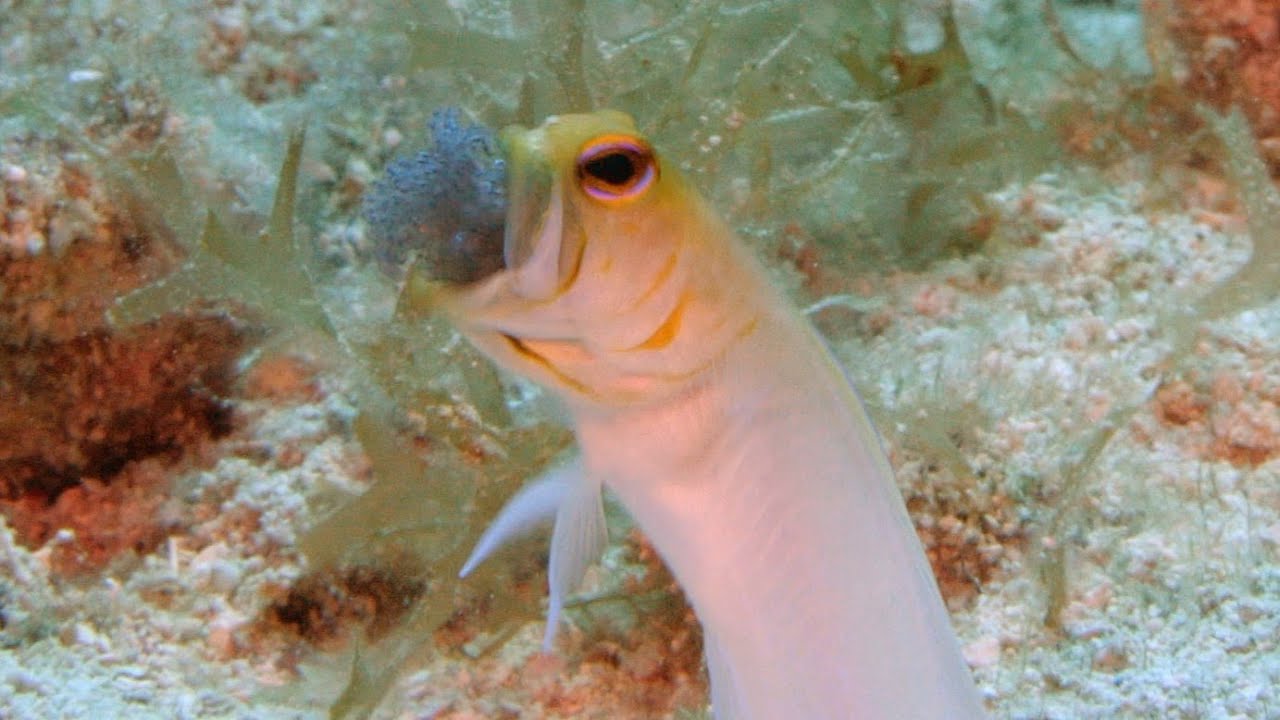 Yellowhead Jawfish with Eggs [4K] - YouTube