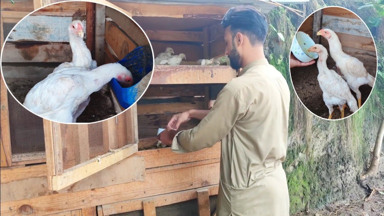 Aseel Shamo birds are eating boiled eggs early morning | hen | Rooster ...