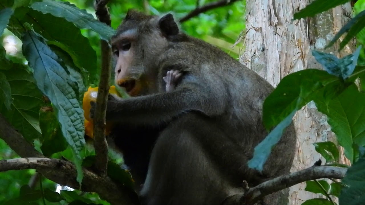 Very Dark Ana Monkey Need to Find the Safe Place to Live on Up # ...
