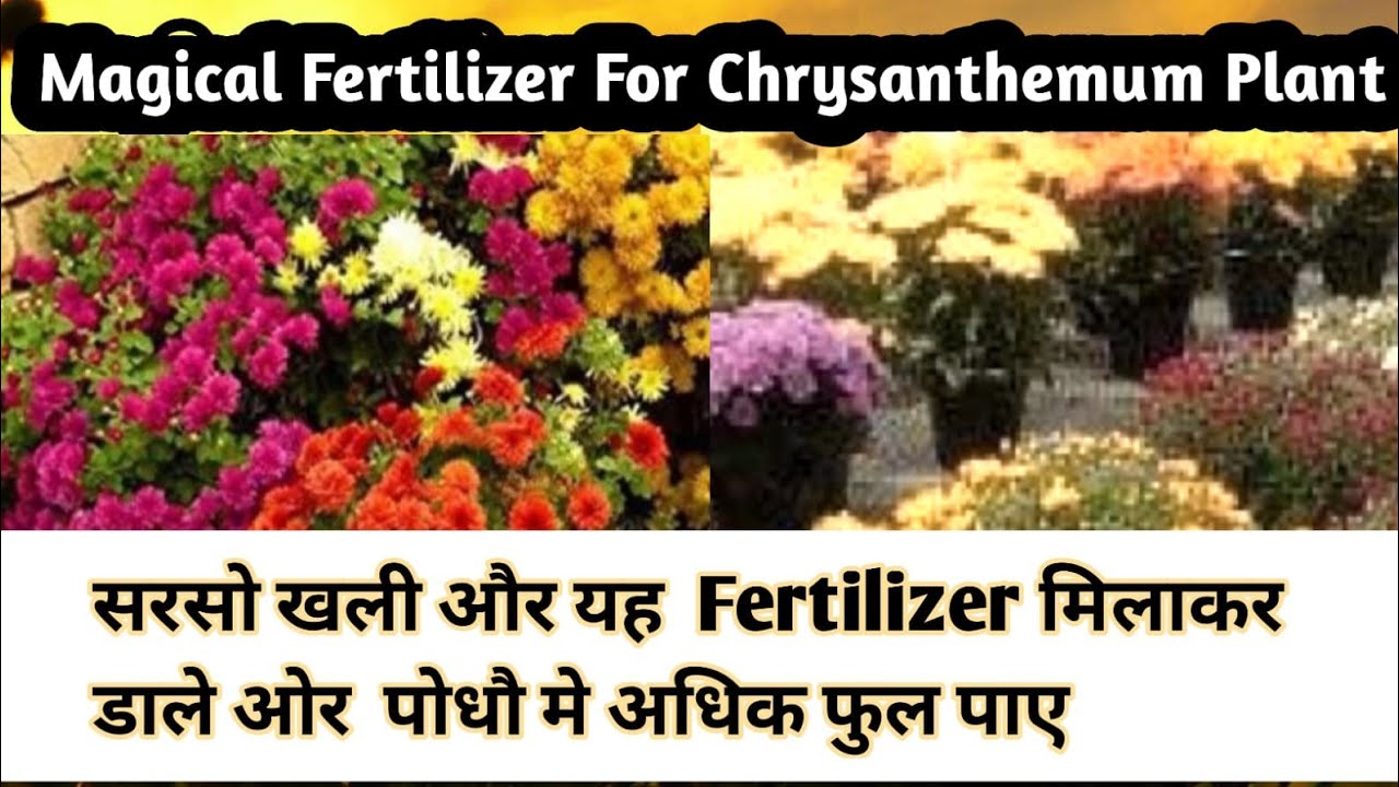 Magical Fertilizer For Chrysanthemum Plants/ यह दो Fertilizer इस्तेमाल ...