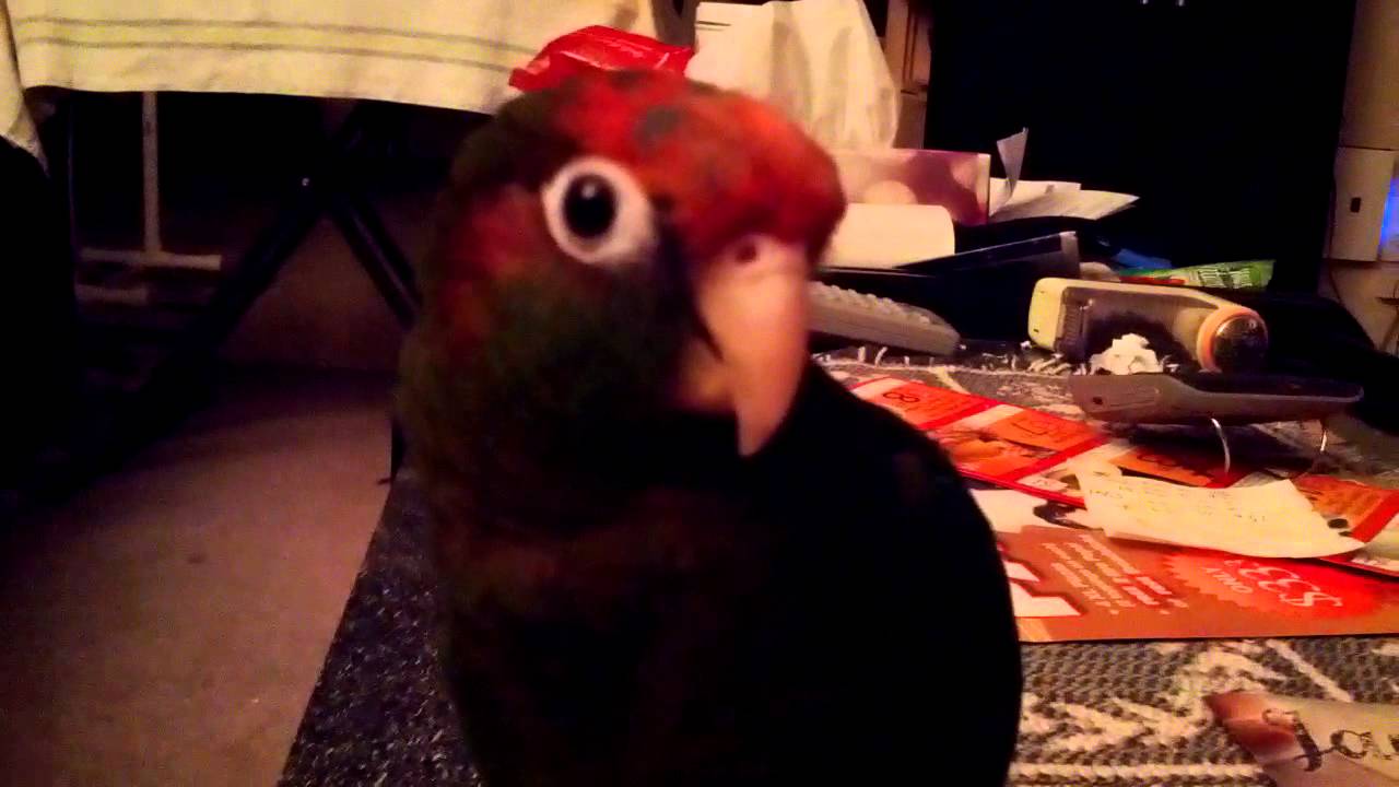 Rose Crowned Conure - YouTube