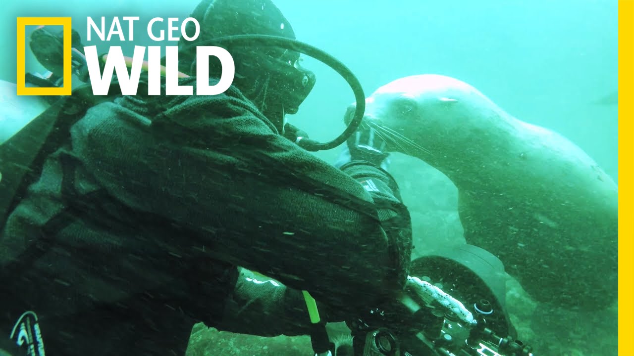 Approaching Animals in the Wild | wild_life with bertie gregory: Q&A ...