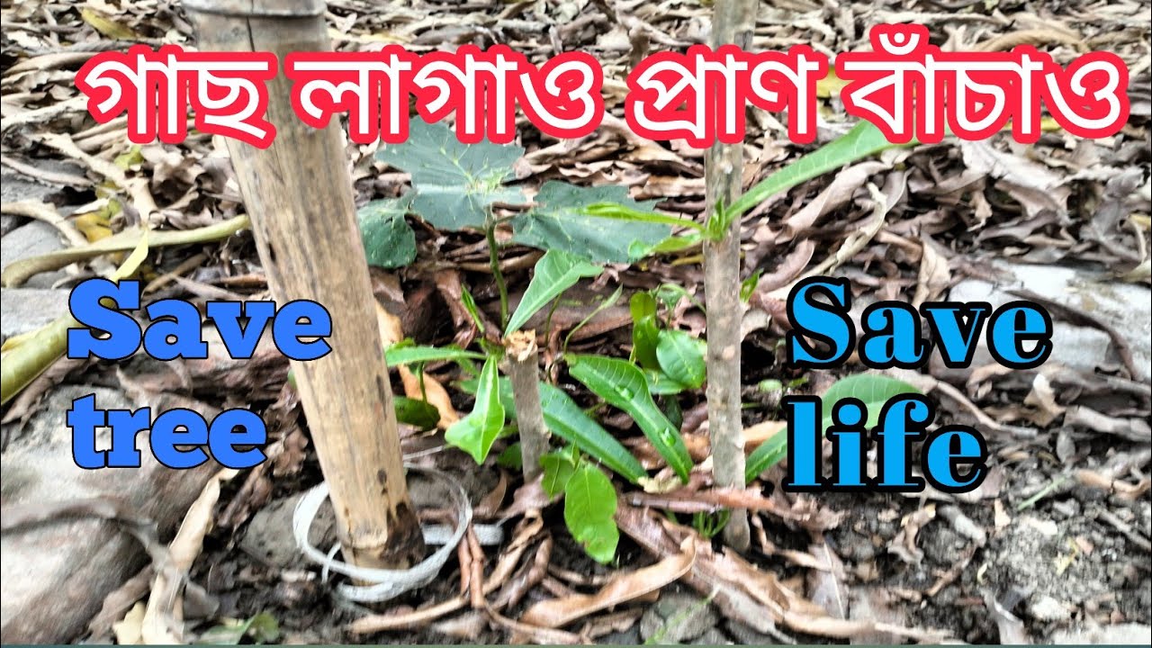 save tree save life # গাছ লাগাও প্রাণ বাঁচাও - YouTube