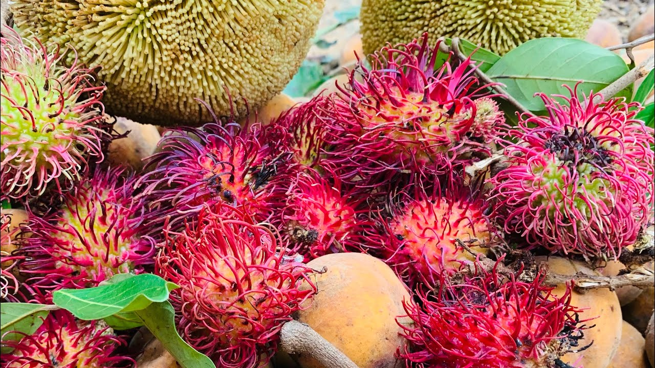 Harvest time (mag tanim para may aanihin) - YouTube