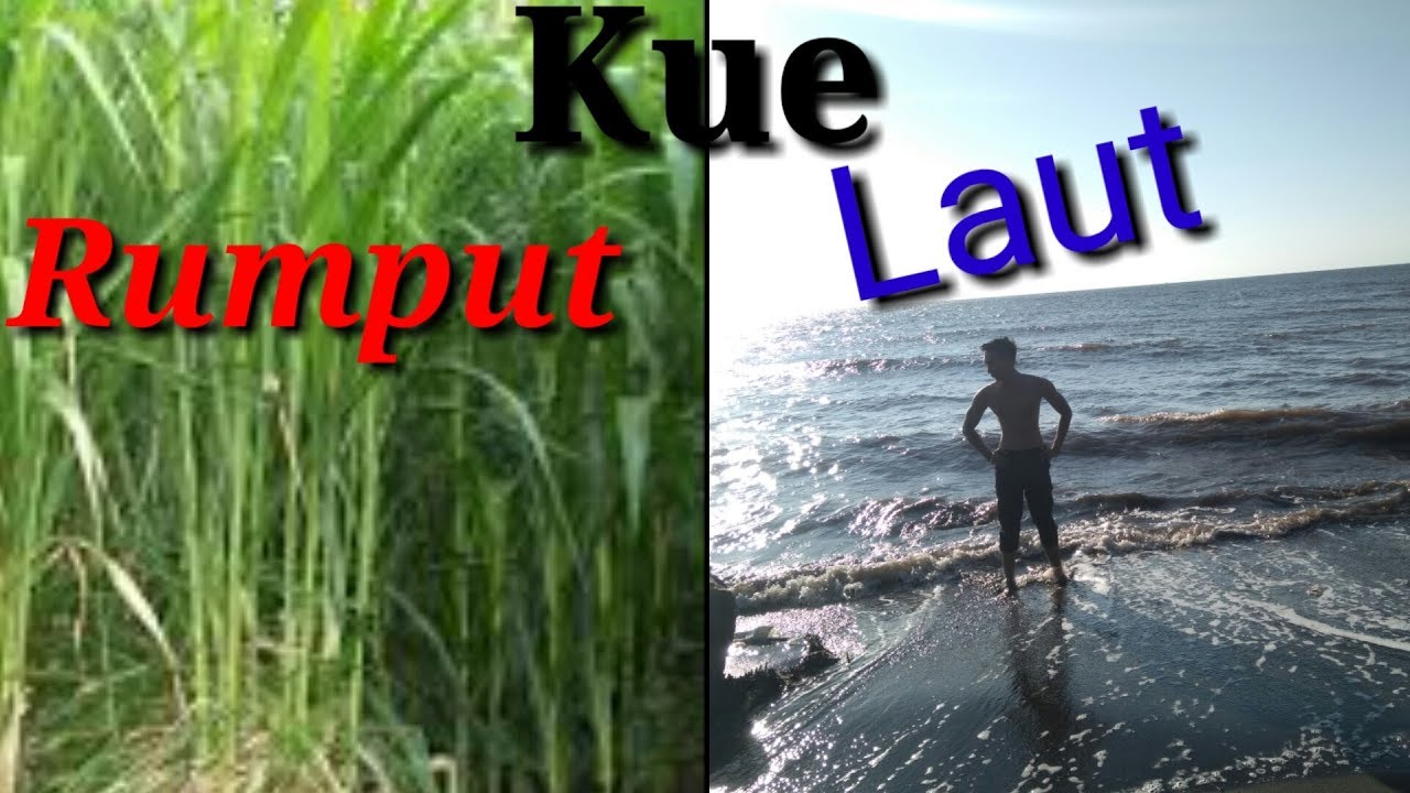 Proses Pembuatan Kue Rumput Laut - YouTube