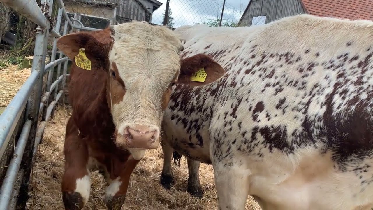 Cows Beautiful Cows. More Cows. Real Cows - YouTube