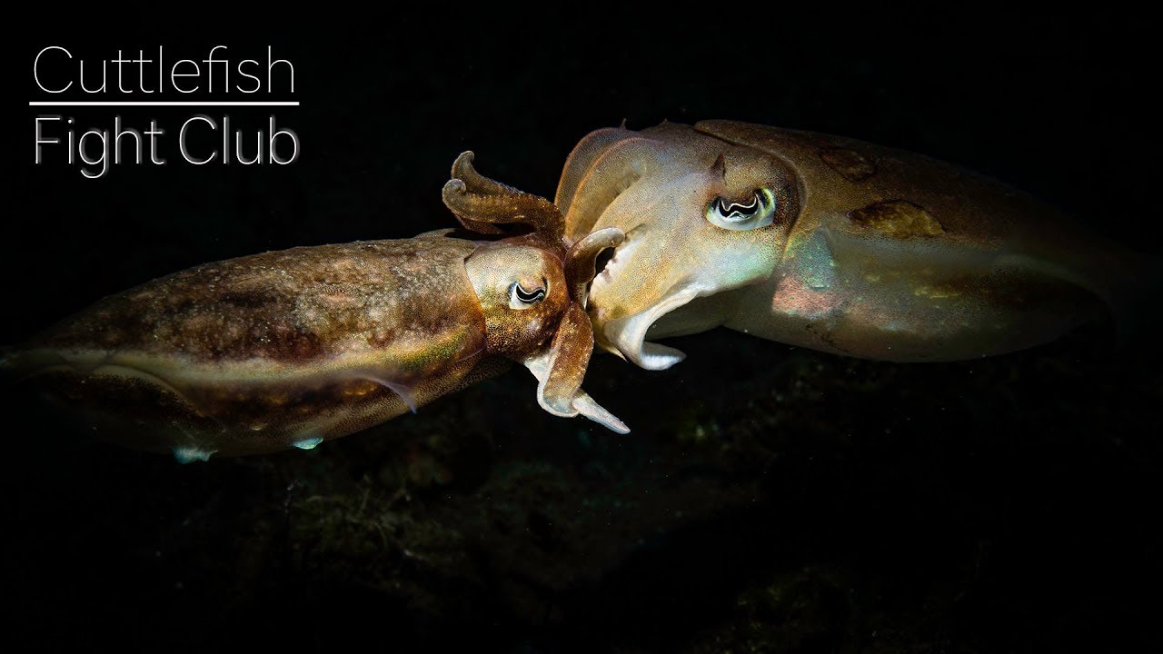 Cuttlefish Fight Club - Full Video - YouTube