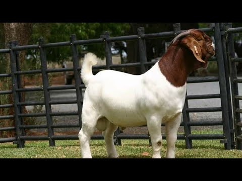 Cabritos Boer Goat Kids - YouTube
