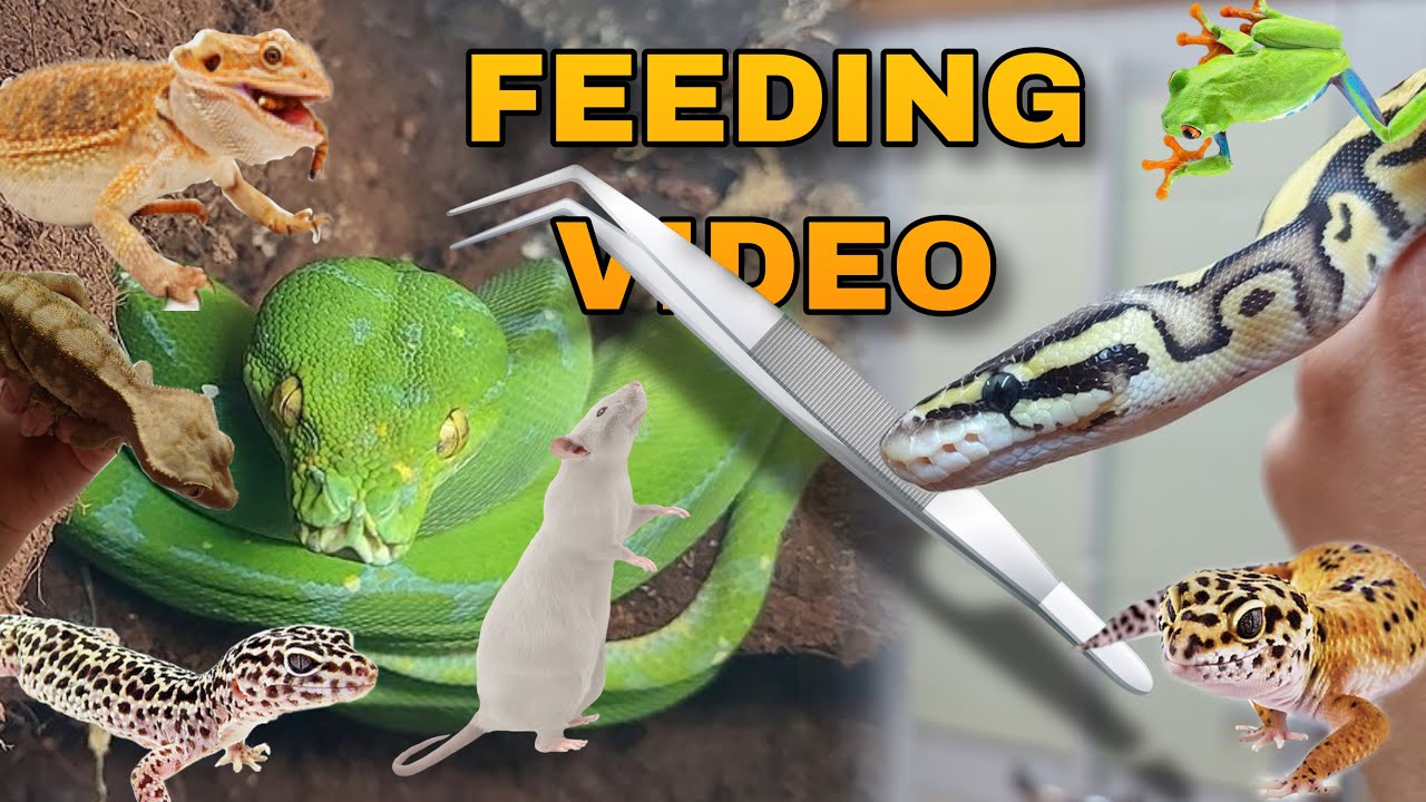 TUTTI I MIEI RETTILI CHE MANGIANO! - Feeding video 1 - YouTube