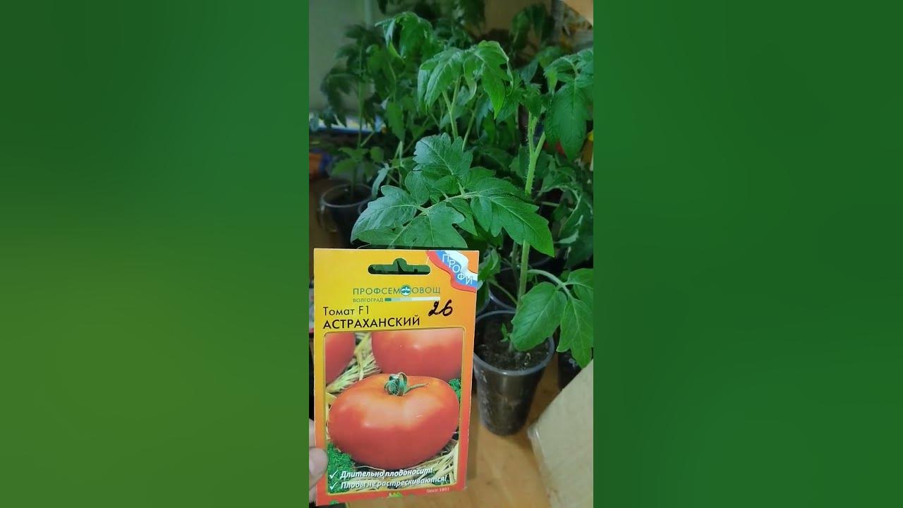 Томат Астраханский #томаты #астраханский #рассада #огород - YouTube