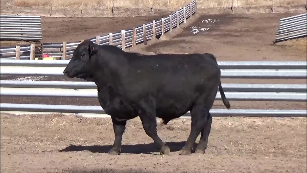 Connealy Angus Ranch Lot 489 - YouTube