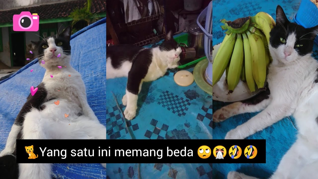 Kucing lucu gemezzzku, memang beda sama yang lain 🙄🤣 si paus orca/si ...