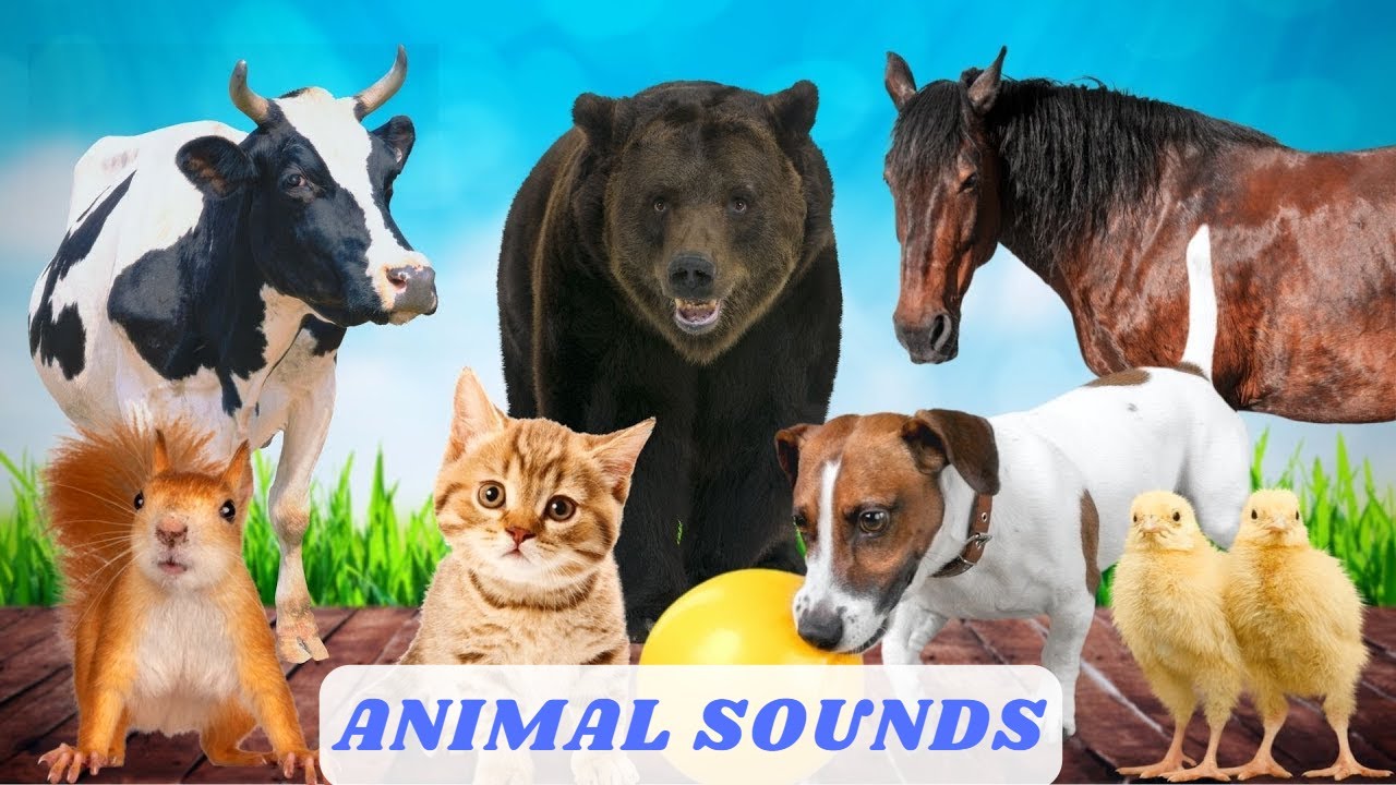Farm Animal Sounds - Cow, Sheep, Cat, Dog, Chicken - Animal Moments by ...
