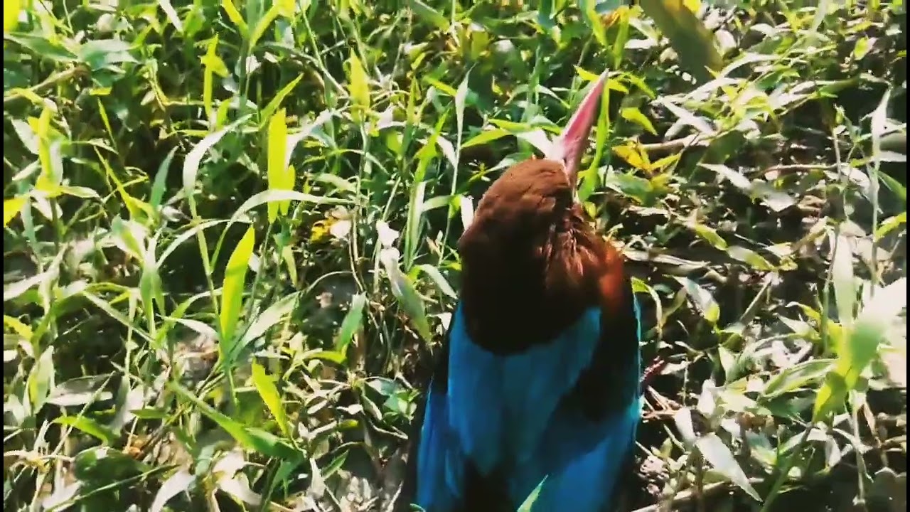 Machranga_bird - YouTube