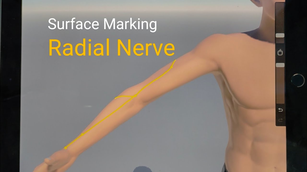 Surface Anatomy of Upper Limb Nerves part 1- Surface Marking of Radial ...