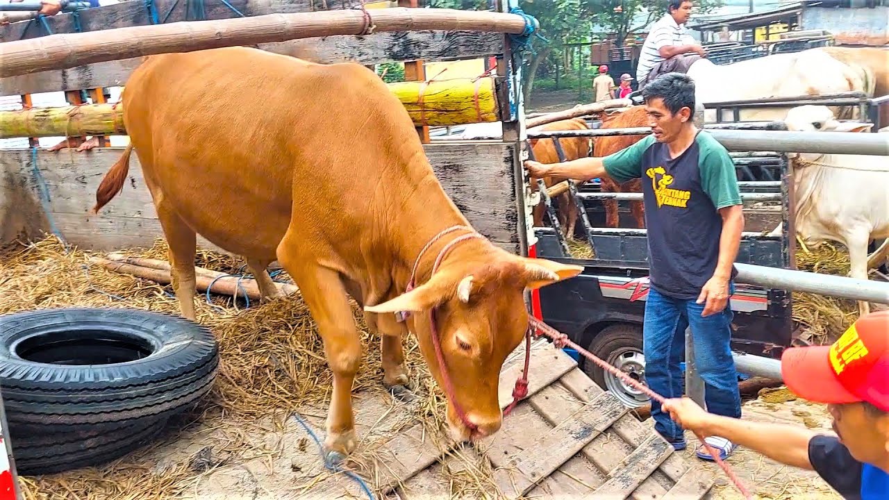 Sapi Australia Sapi Aduan Sapi Animasi Sapi Bali Sapi Bima Sakti ...