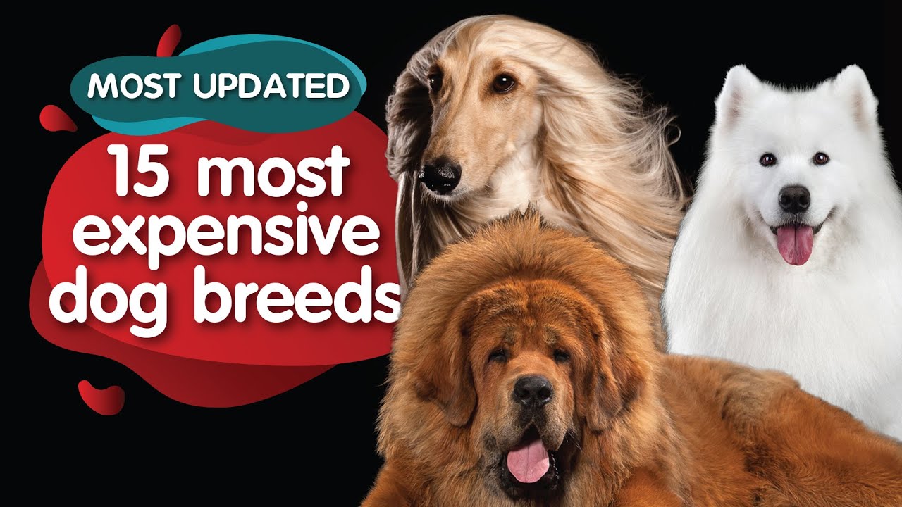 The Most Expensive Dog Breeds On Earth (January 2021) - UNBELIEVABLE ...