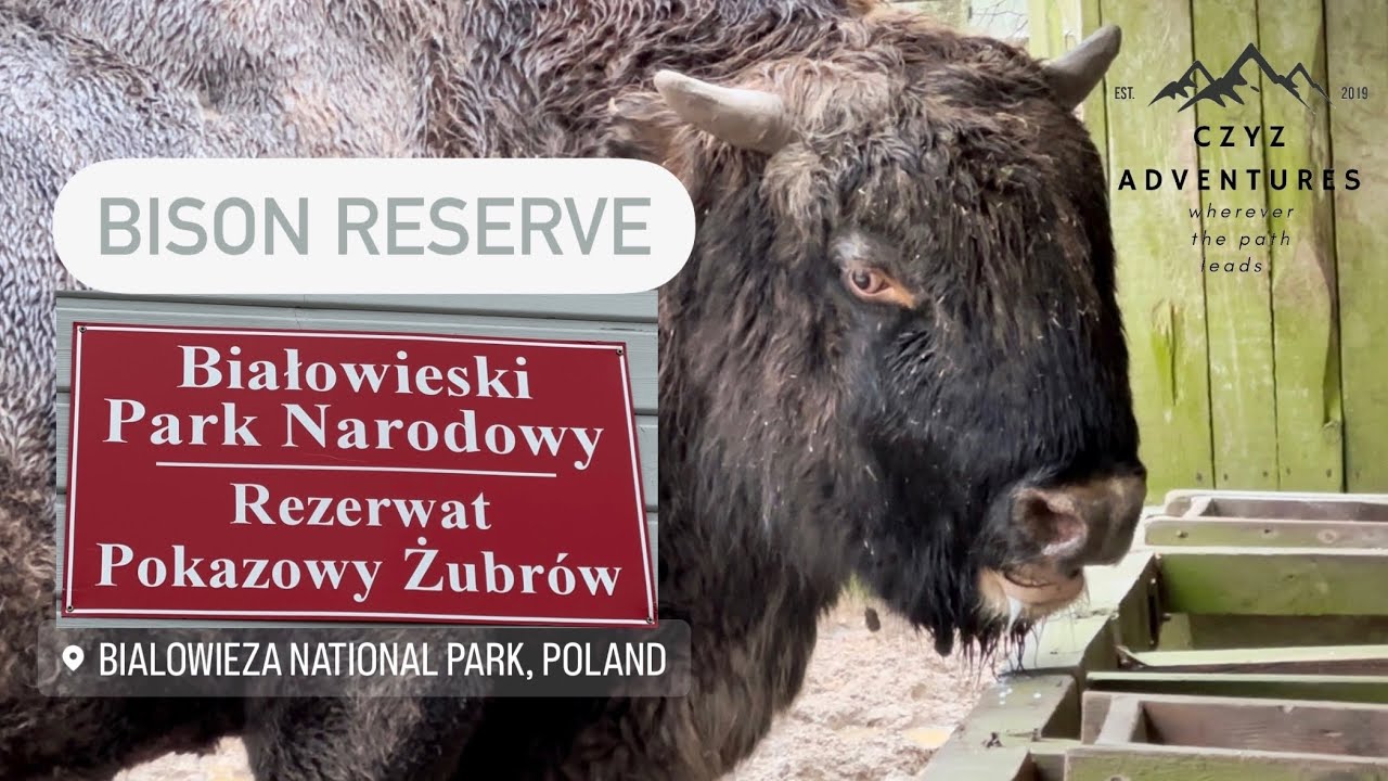 Bison Reserve in Bialowieza, Poland - Day 24 European Adventure ...