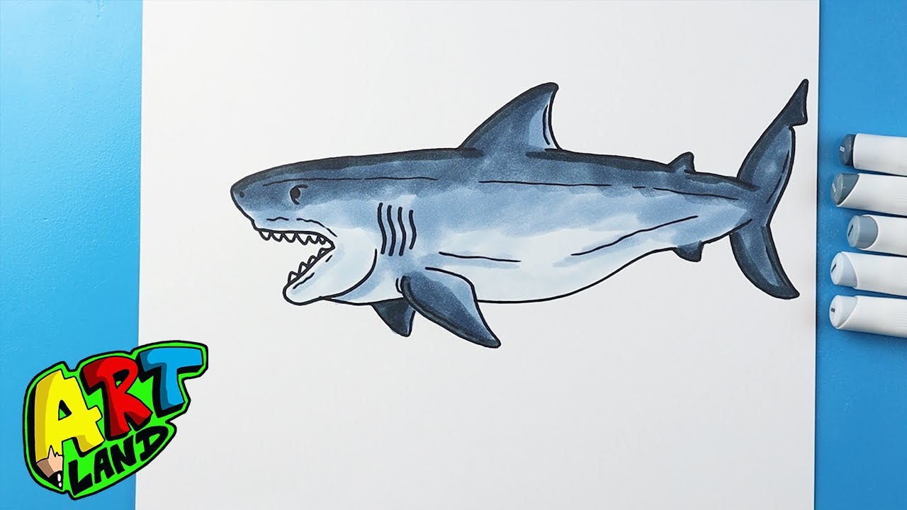 How to Draw a Bull Shark 🦈 - YouTube