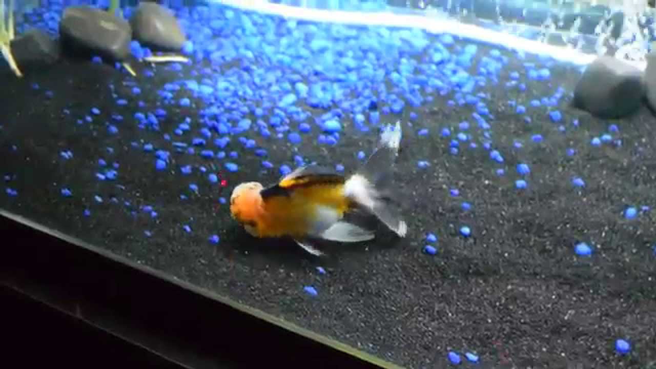 Ocha the goldfish vs. the laser pointer! - YouTube