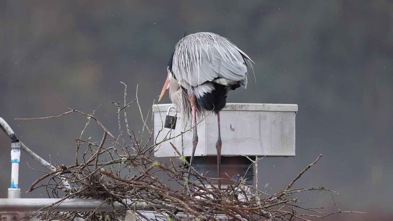 Great blue heron poops at its own nest - YouTube