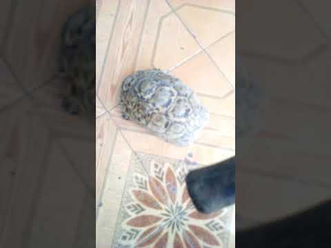 Parti a caracaça do meu cágado #jabuti#