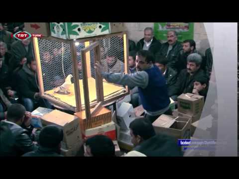 URFA GÜVERCİN BELGESELİ_TRT_HD_BİR GARİP SEVDA...!!!